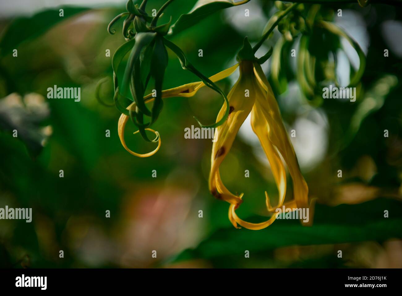 Ylang ylang tree cananga odorata hi-res stock photography and images ...