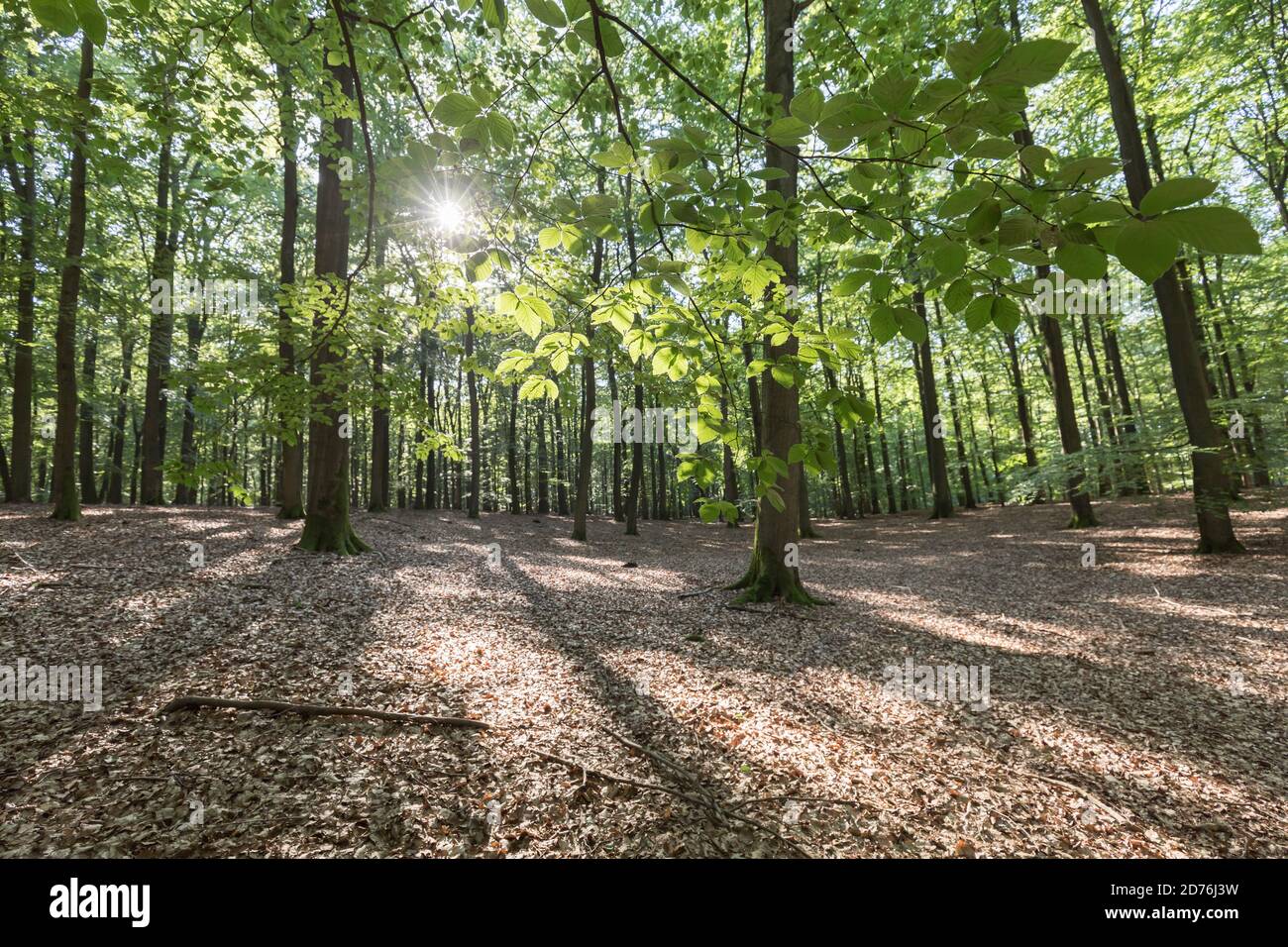 sunlight in german deciduous forest Stock Photo - Alamy