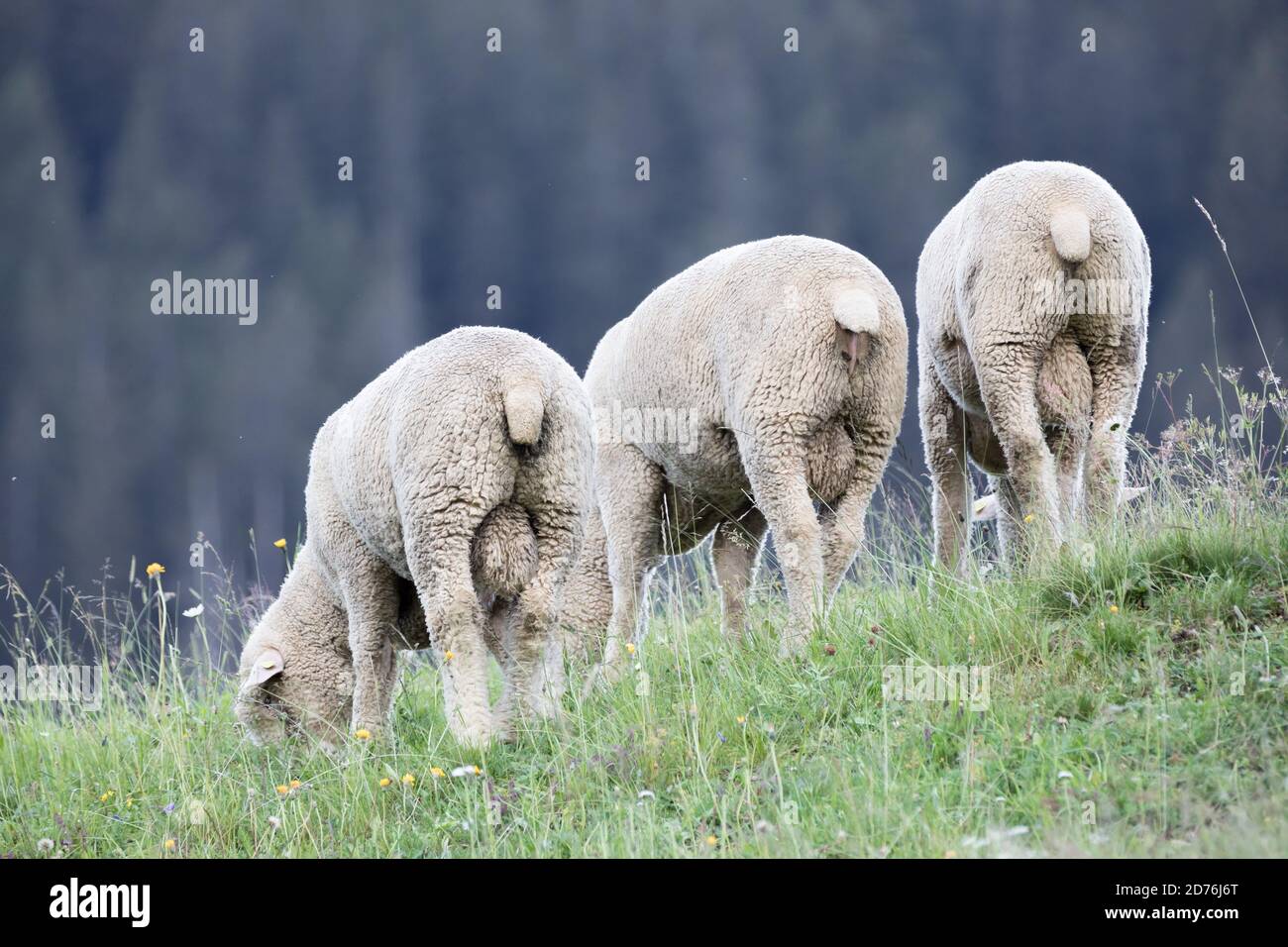 Animal testicles hi-res stock photography and images - Alamy