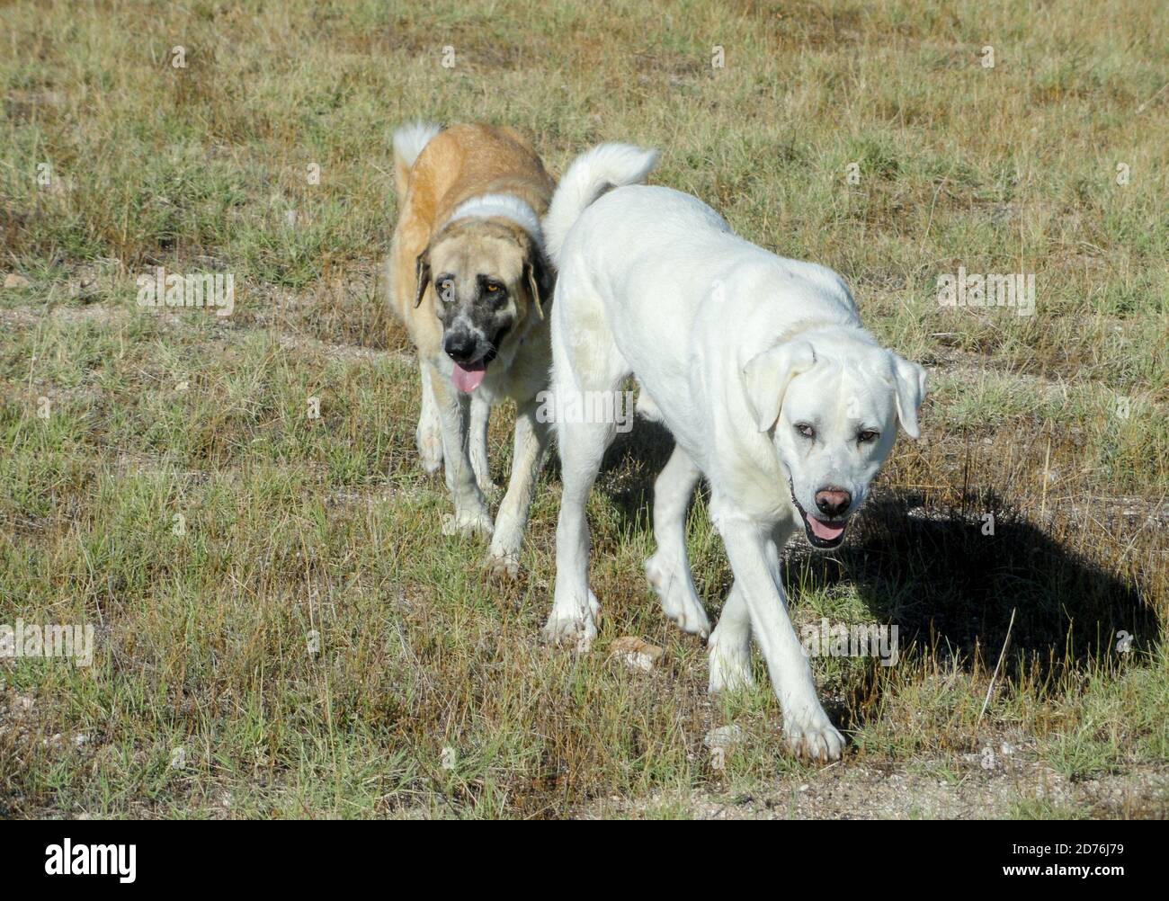 Shot of cute dogs with open mouths Stock Photo - Alamy