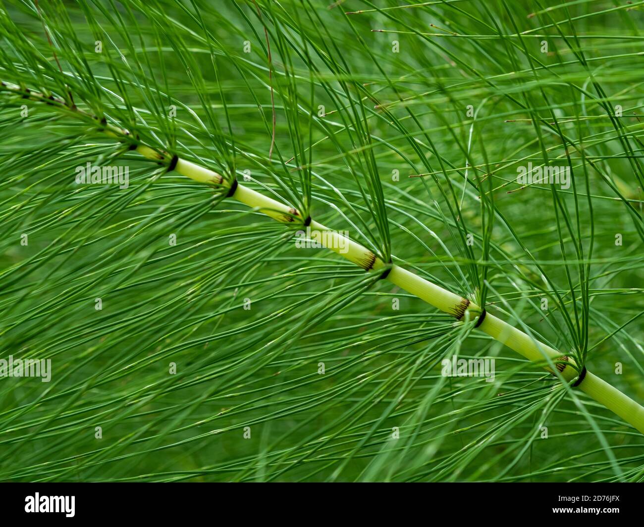 Longgrass hi-res stock photography and images - Alamy