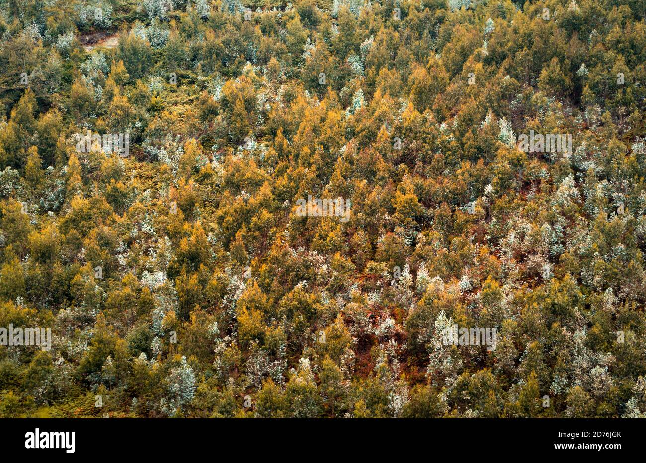 Forest landscape in early autumn on a mountainside in Asturias, Spain ...