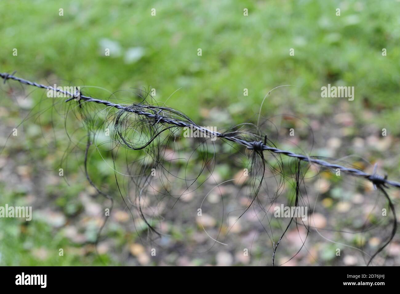 Hair Caught On Barbed Wire High Resolution Stock Photography and Images ...