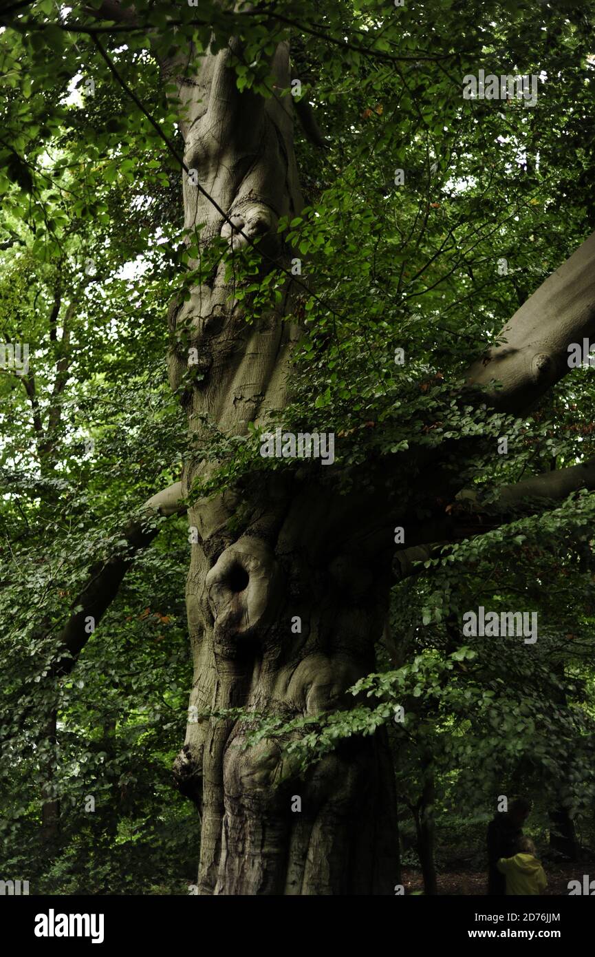 Vertical shot of a knobby tree trunk with a branch stump in the forest ...