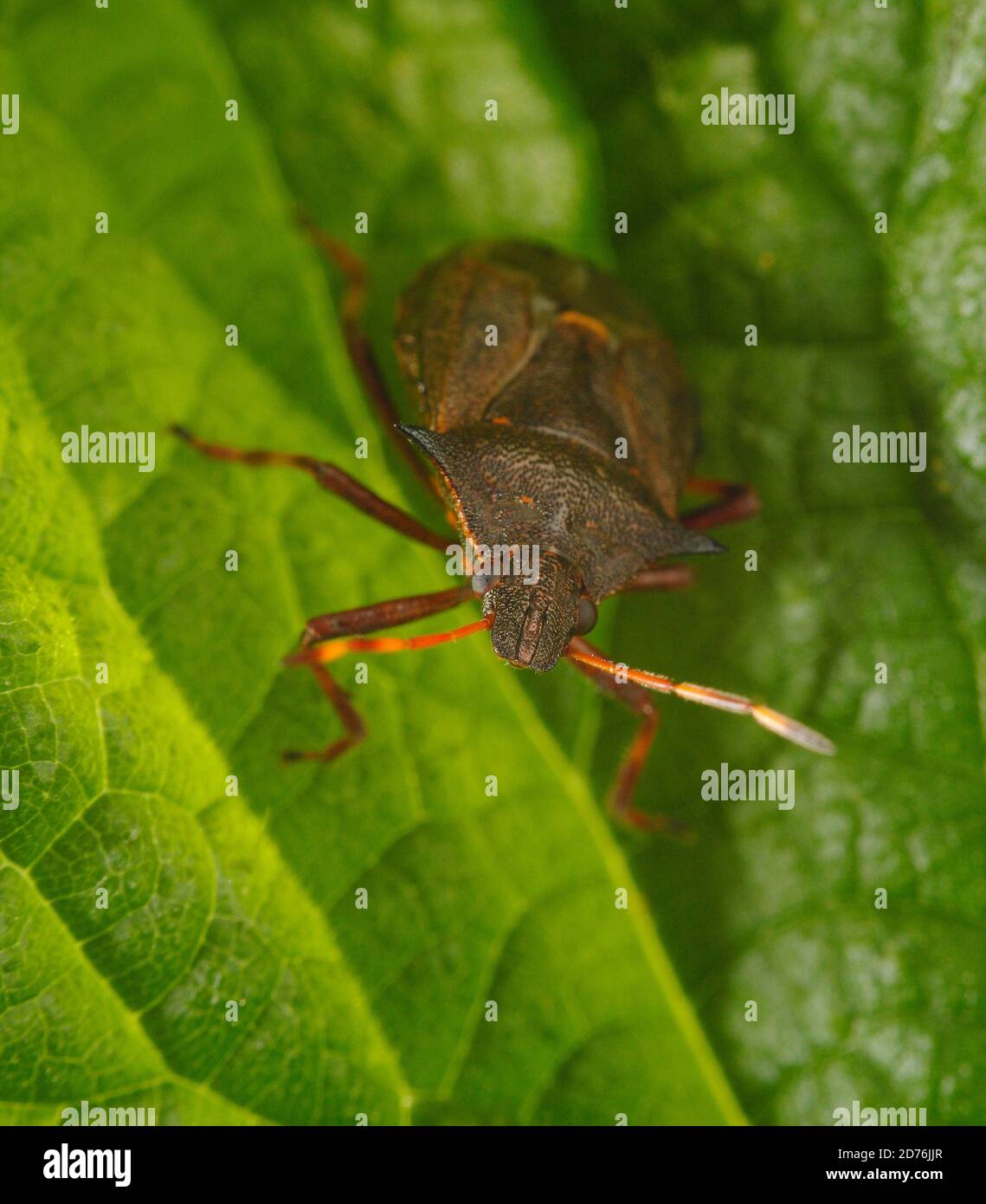 Forest Shield Bug Stock Photo - Alamy