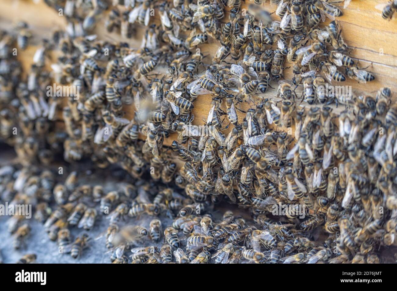 Close up of huge crowd of honey bees flying into beehive apiary Working ...