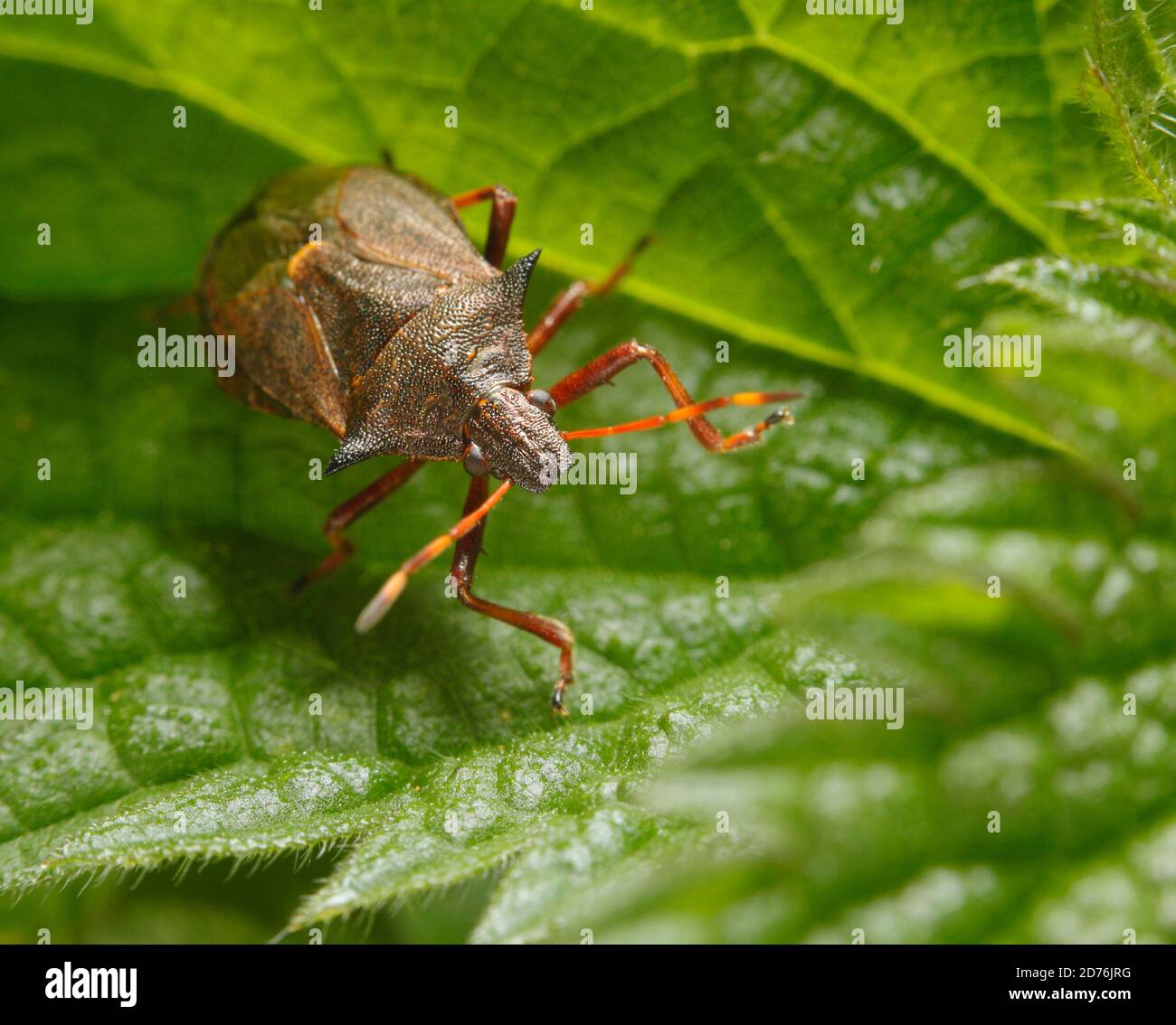 Red Legged Forest Bugs High Resolution Stock Photography and Images - Alamy