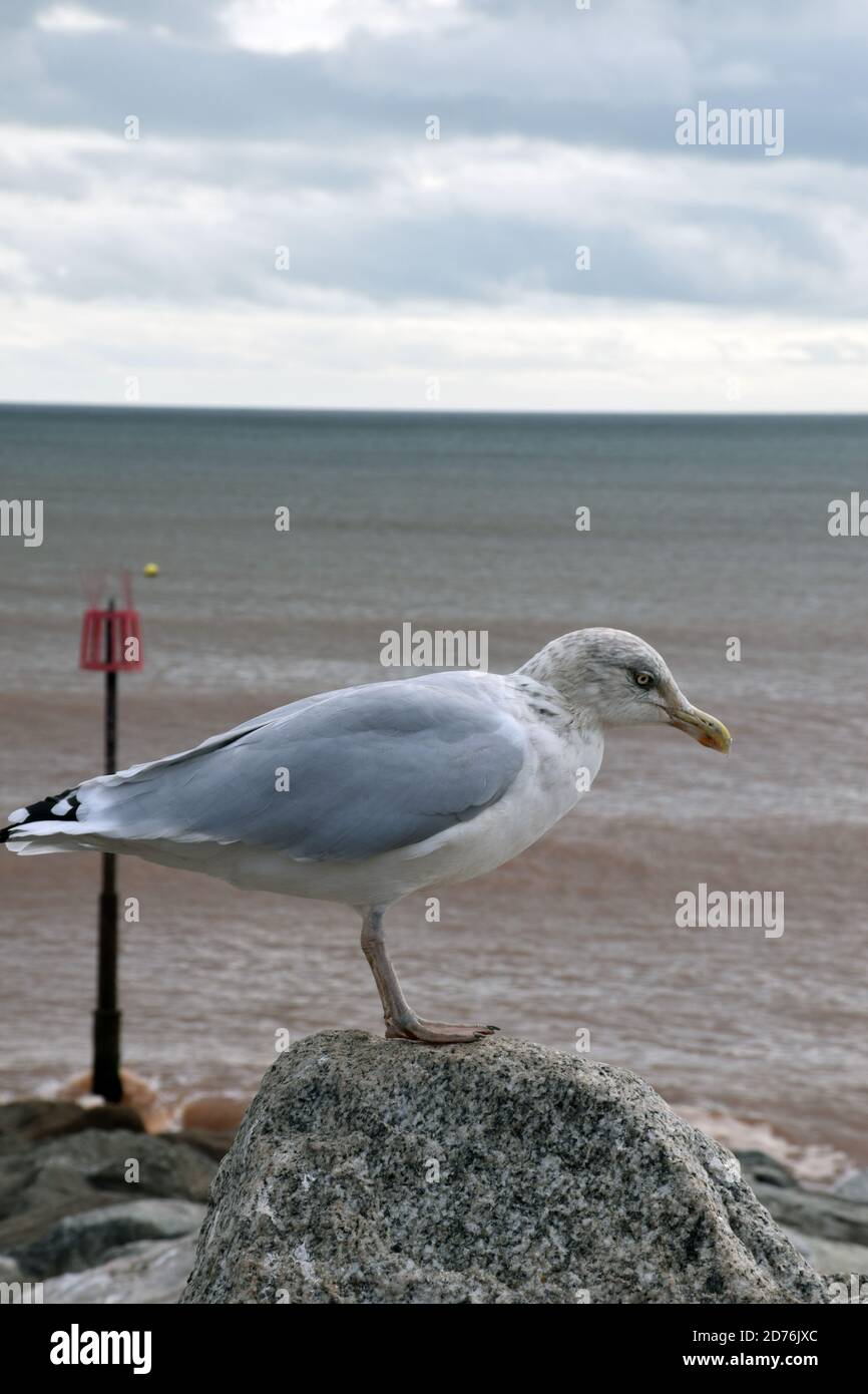Seagull devon hi-res stock photography and images - Alamy