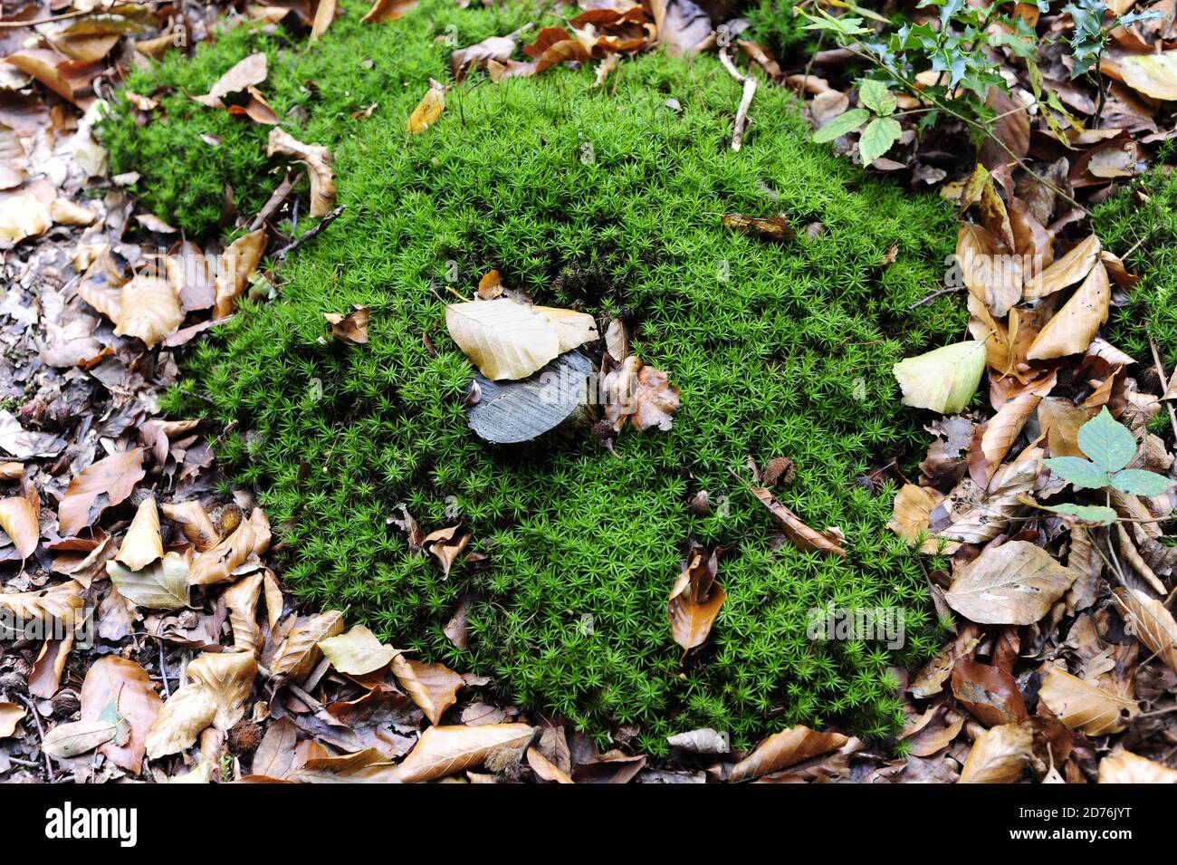 Overhead shot moss autumn hi-res stock photography and images - Alamy