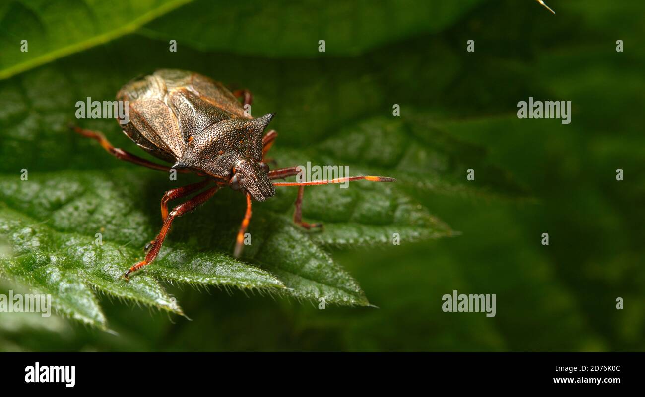 Red legged shield bug hi-res stock photography and images - Alamy