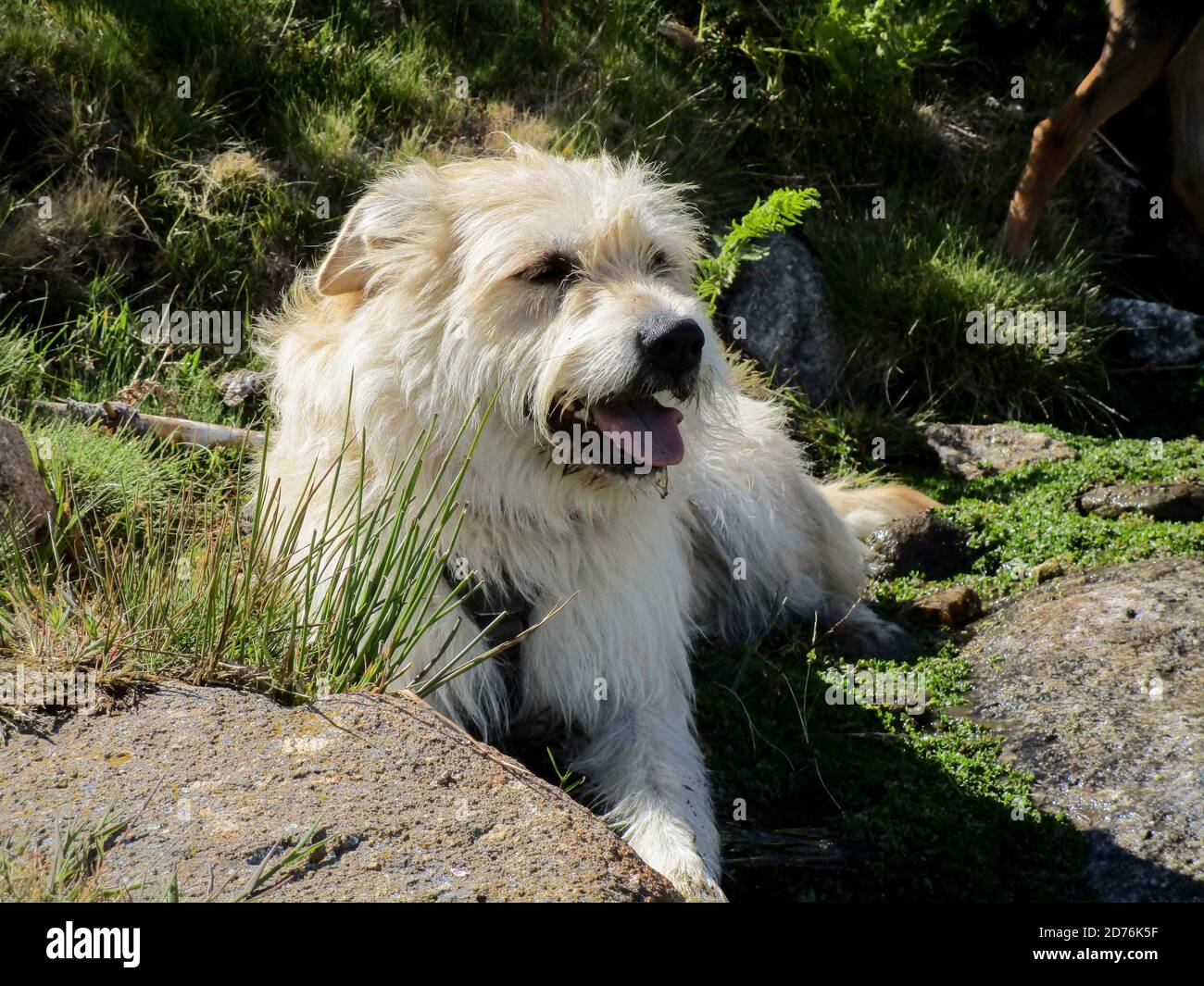 What Is The Temperament Of A Bhotia