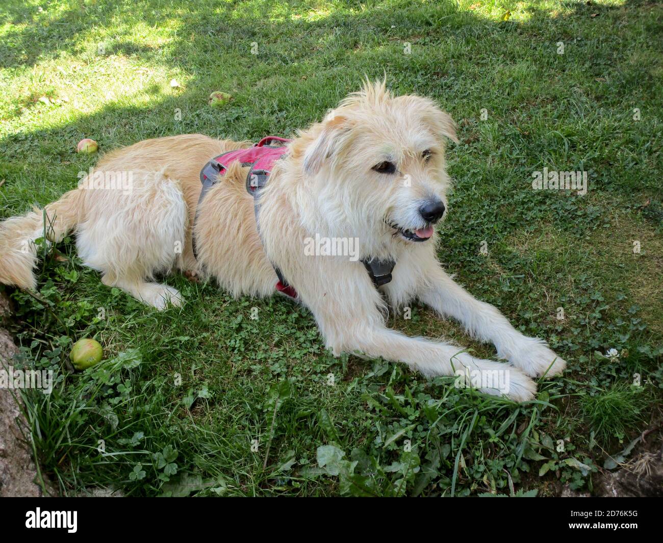 Himalayan sheepdog hi-res stock photography and images - Alamy