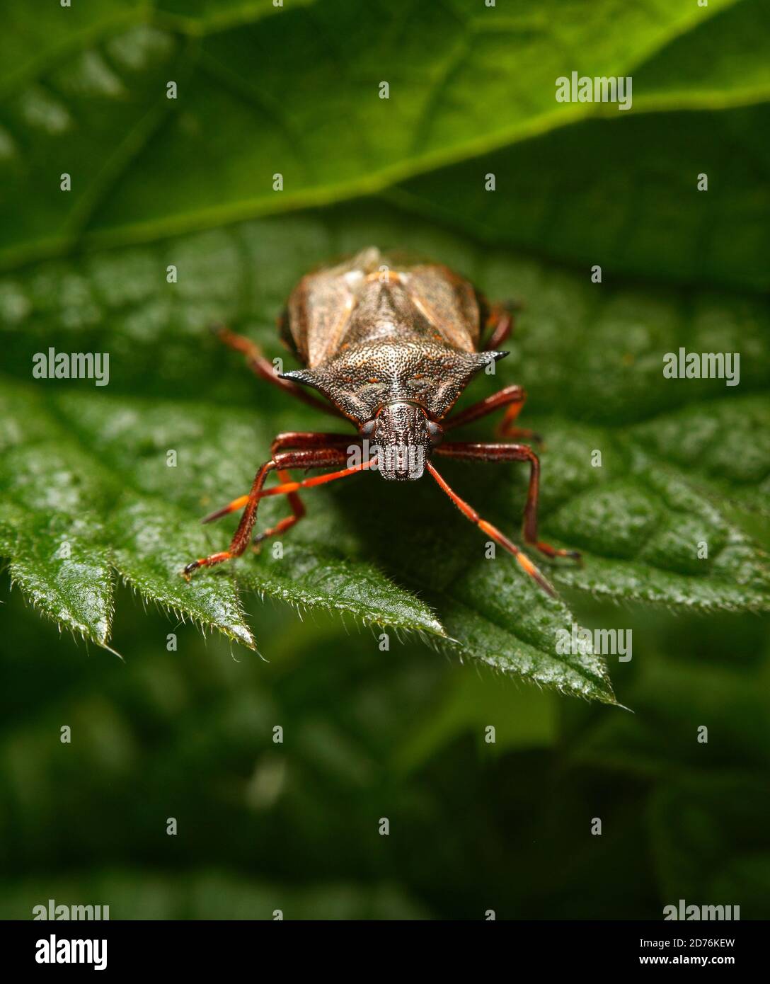 Forest Shield Bug Stock Photo - Alamy