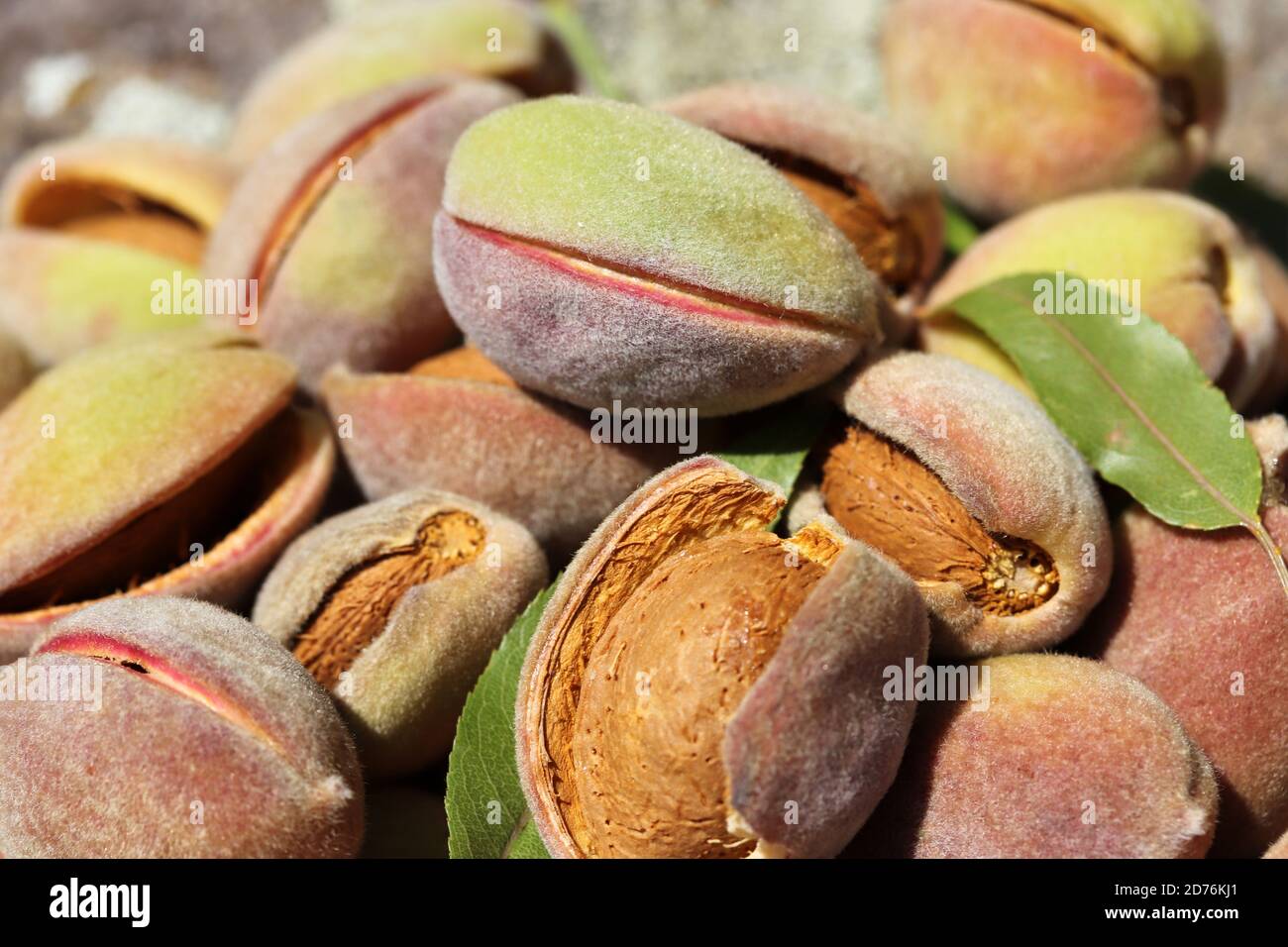 Harvest of almonds. Healthy foods Stock Photo - Alamy