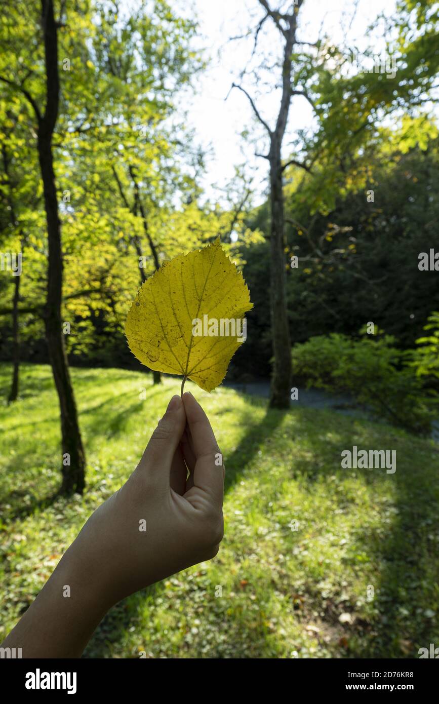 Female fall tree hi-res stock photography and images - Alamy