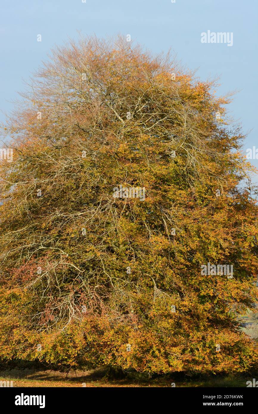 large old beech tree in autumn Fagus sylvatica with autumn colours ...