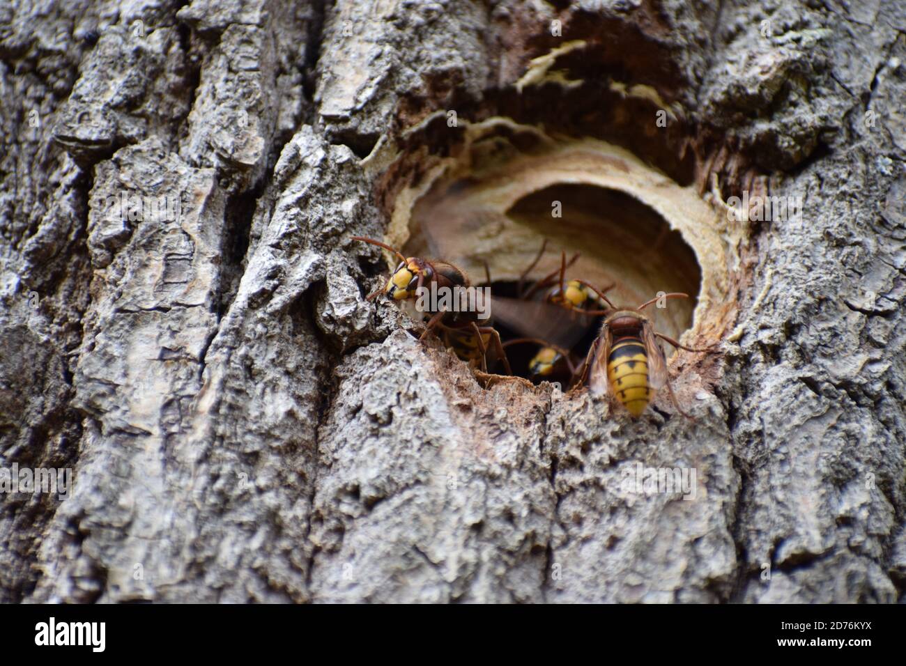 Hornet nest entry hi-res stock photography and images - Alamy