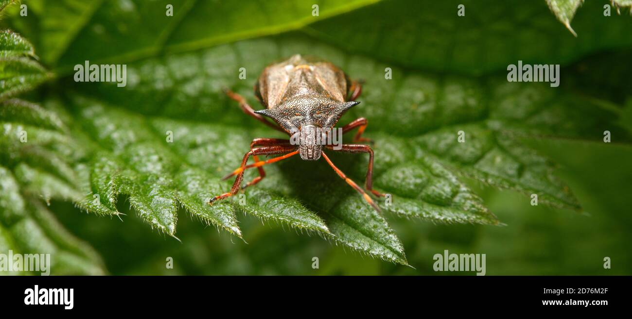 Forest Shield Bug Stock Photo - Alamy