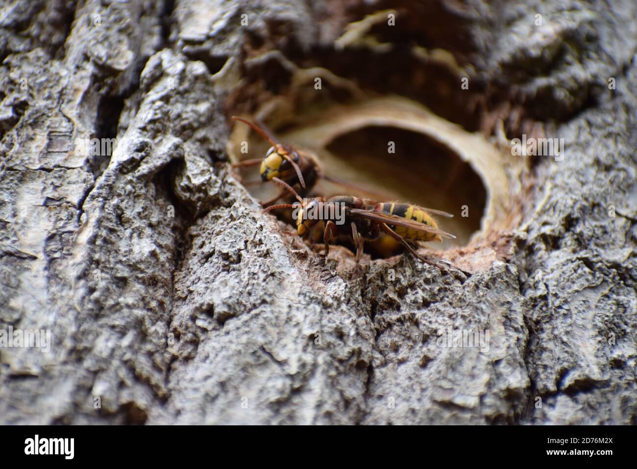 Hornet nest entry hi-res stock photography and images - Alamy
