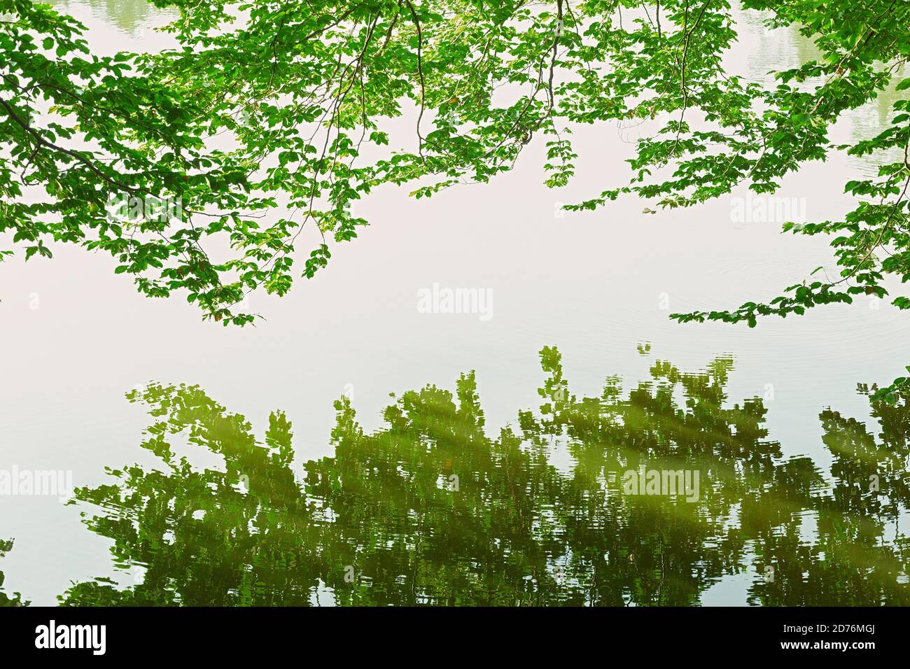 Reflection of green tree branch on clear water surface Stock Photo - Alamy