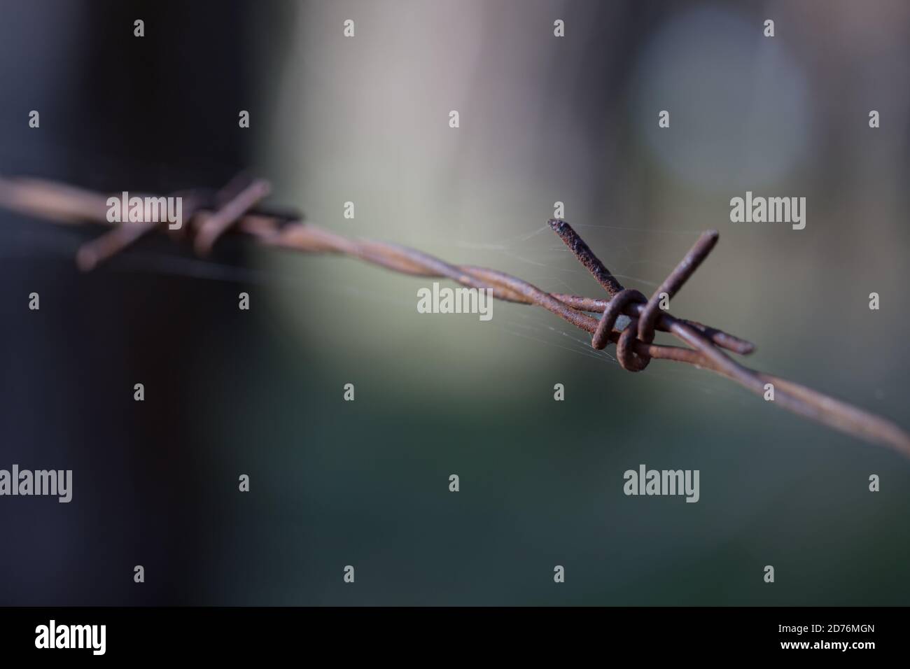 Barbed wire close up outdoor and spider web Stock Photo - Alamy