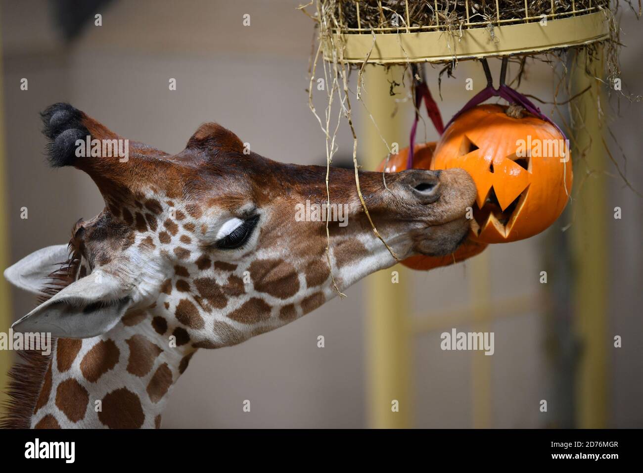 A giraffe enjoys a pumpkin treat at the Wild Place Project in Bristol ...