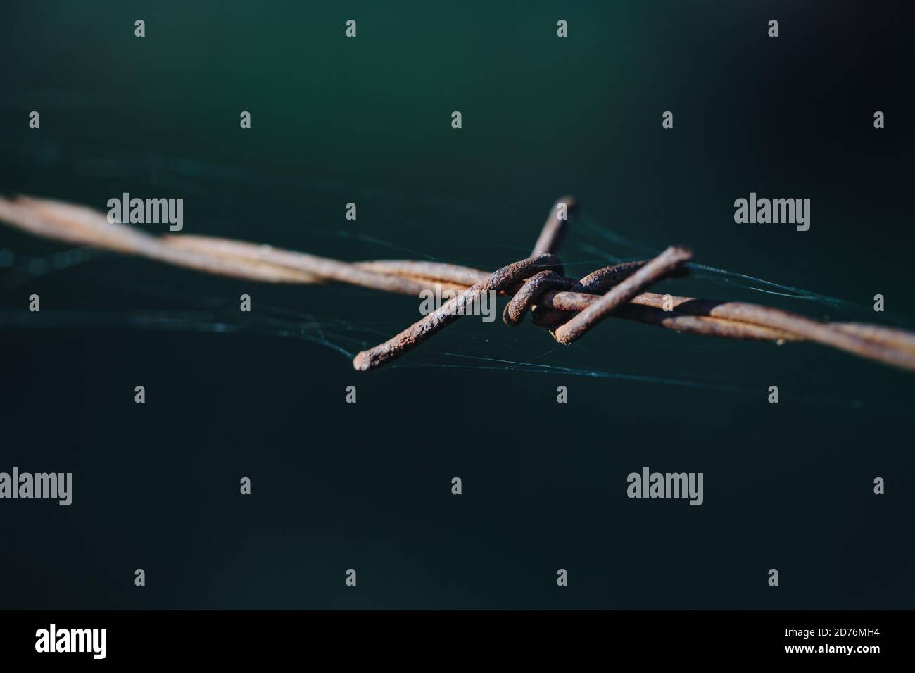 Barbed wire close up outdoor and spider web Stock Photo - Alamy