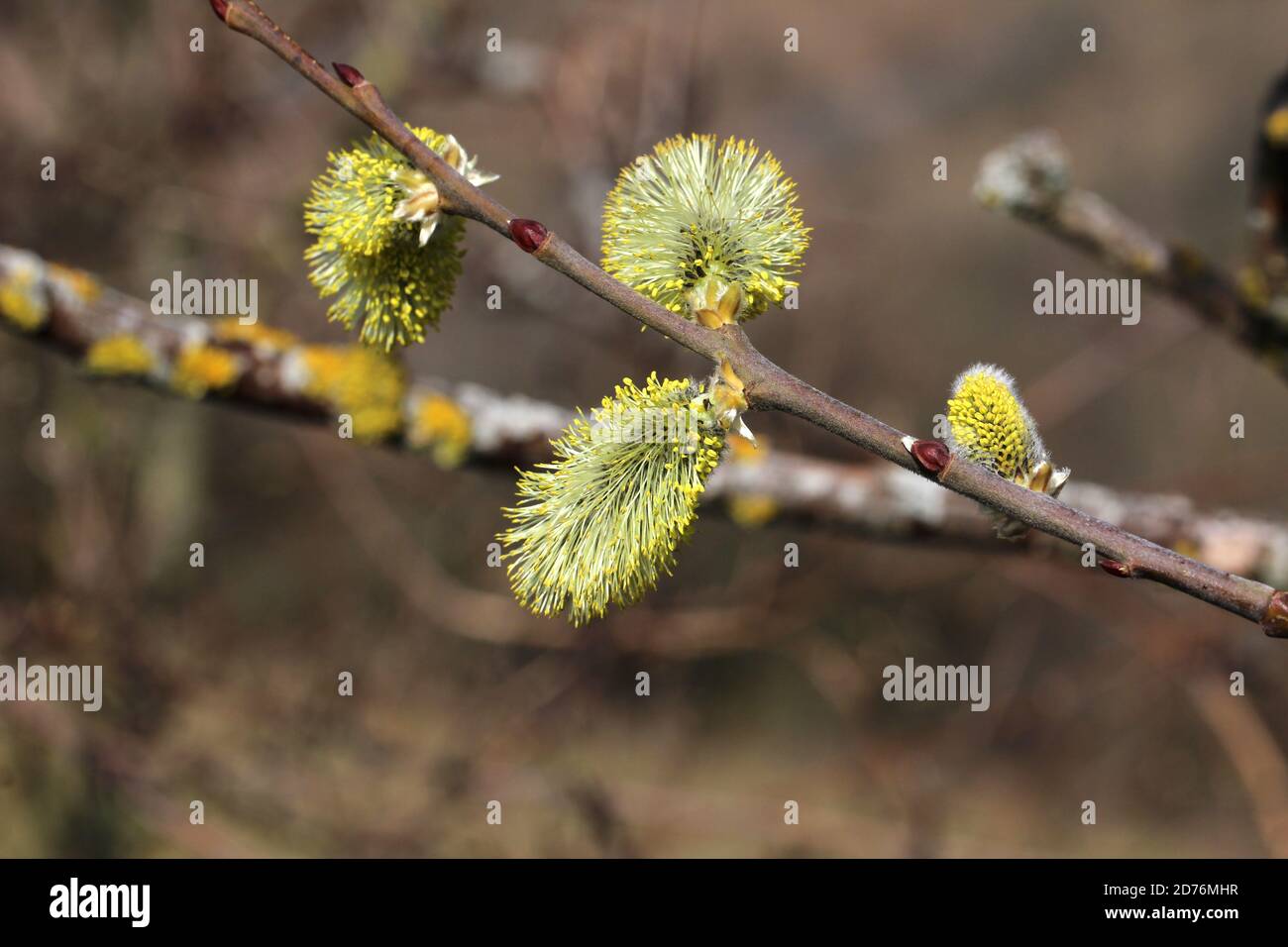 Closeup shot of a willow branch Stock Photo - Alamy