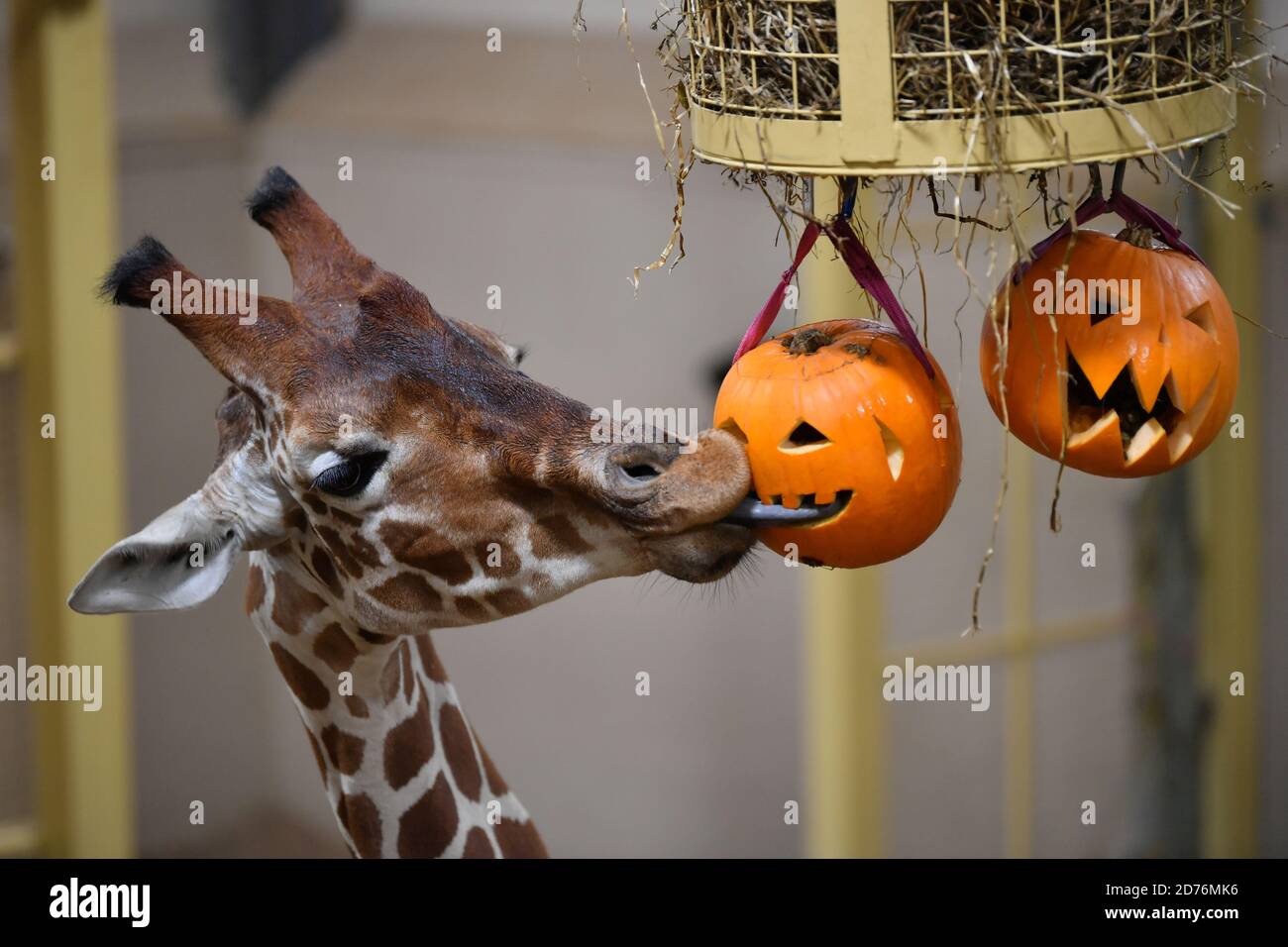 A giraffe enjoys a pumpkin treat at the Wild Place Project in Bristol ...