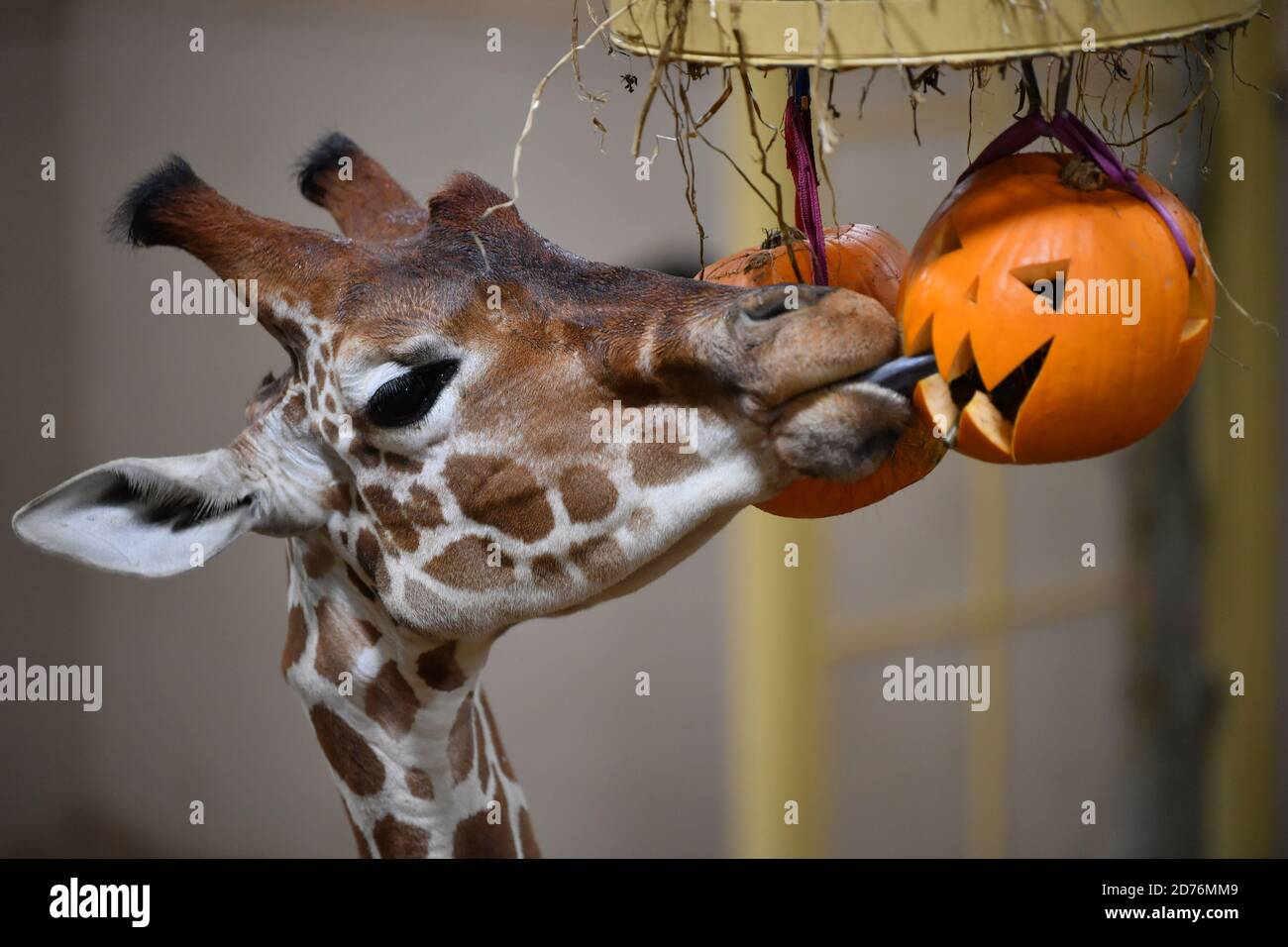 A giraffe enjoys a pumpkin treat at Wild Place Project in Bristol Stock ...
