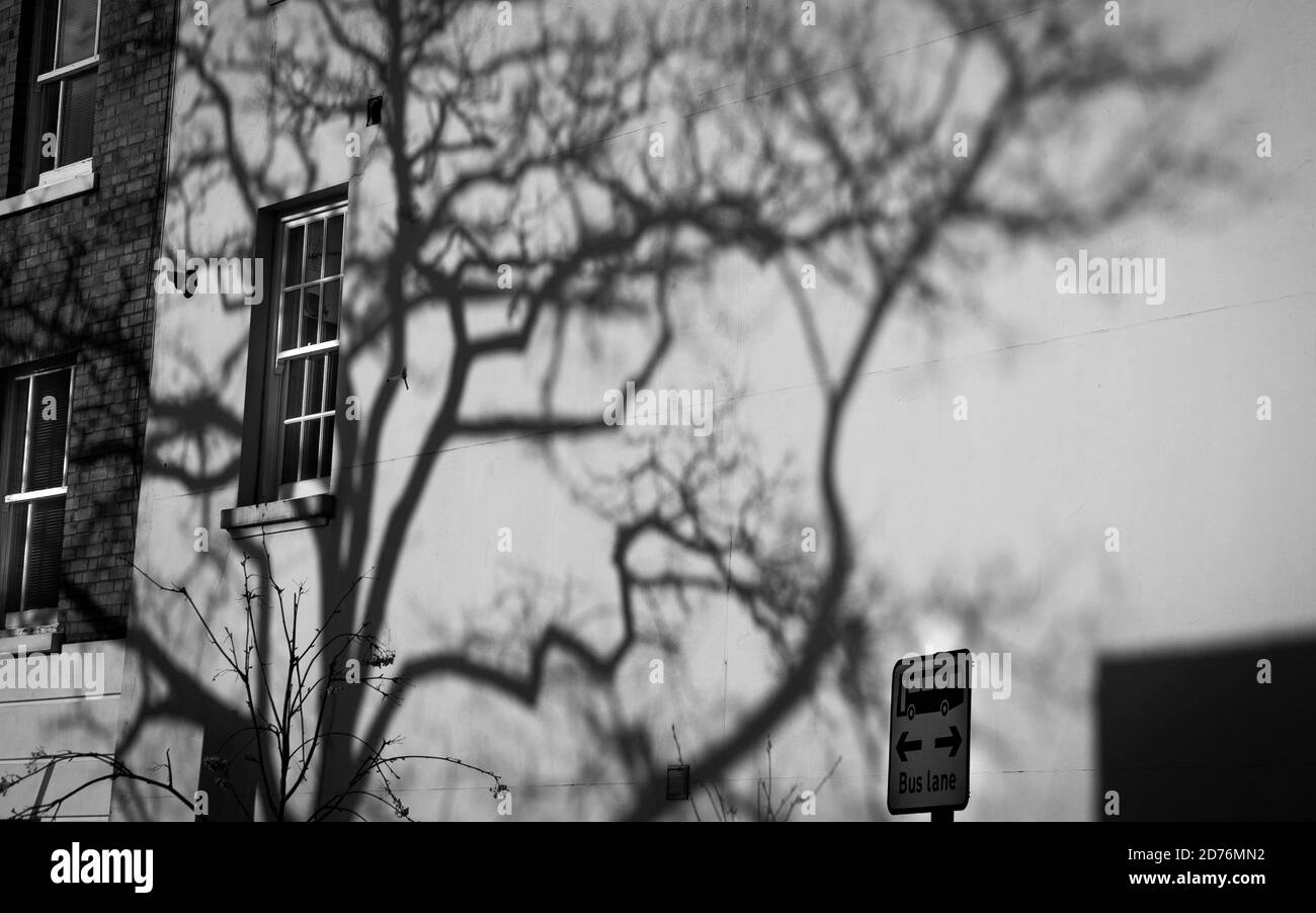 urban tree shadow on wall Stock Photo - Alamy