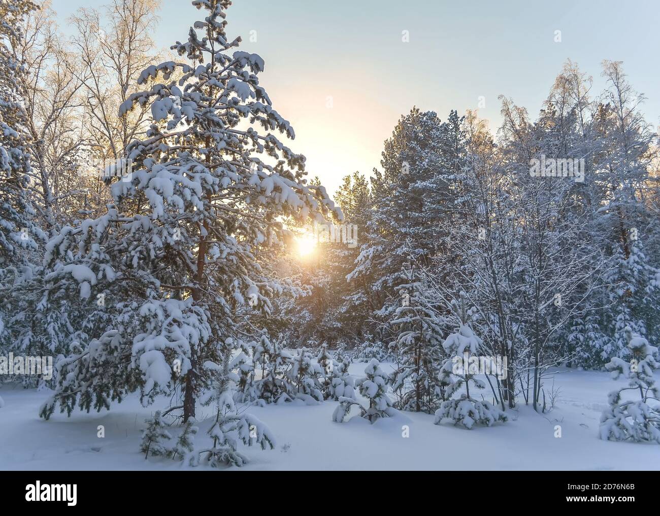Winter morning in the woods. Pine trees in the snow against the ...
