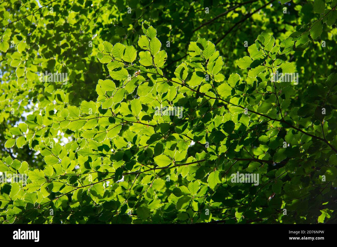 Branches of trees with bright green leaves covered by the sunlight ...