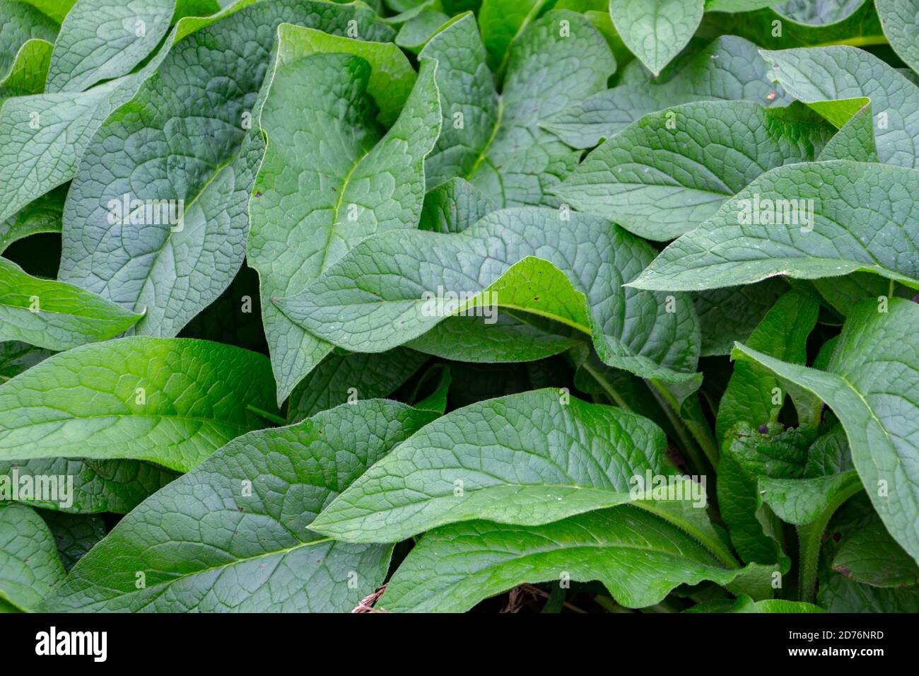 Lush green leaves of common comfrey for natural background, also called ...