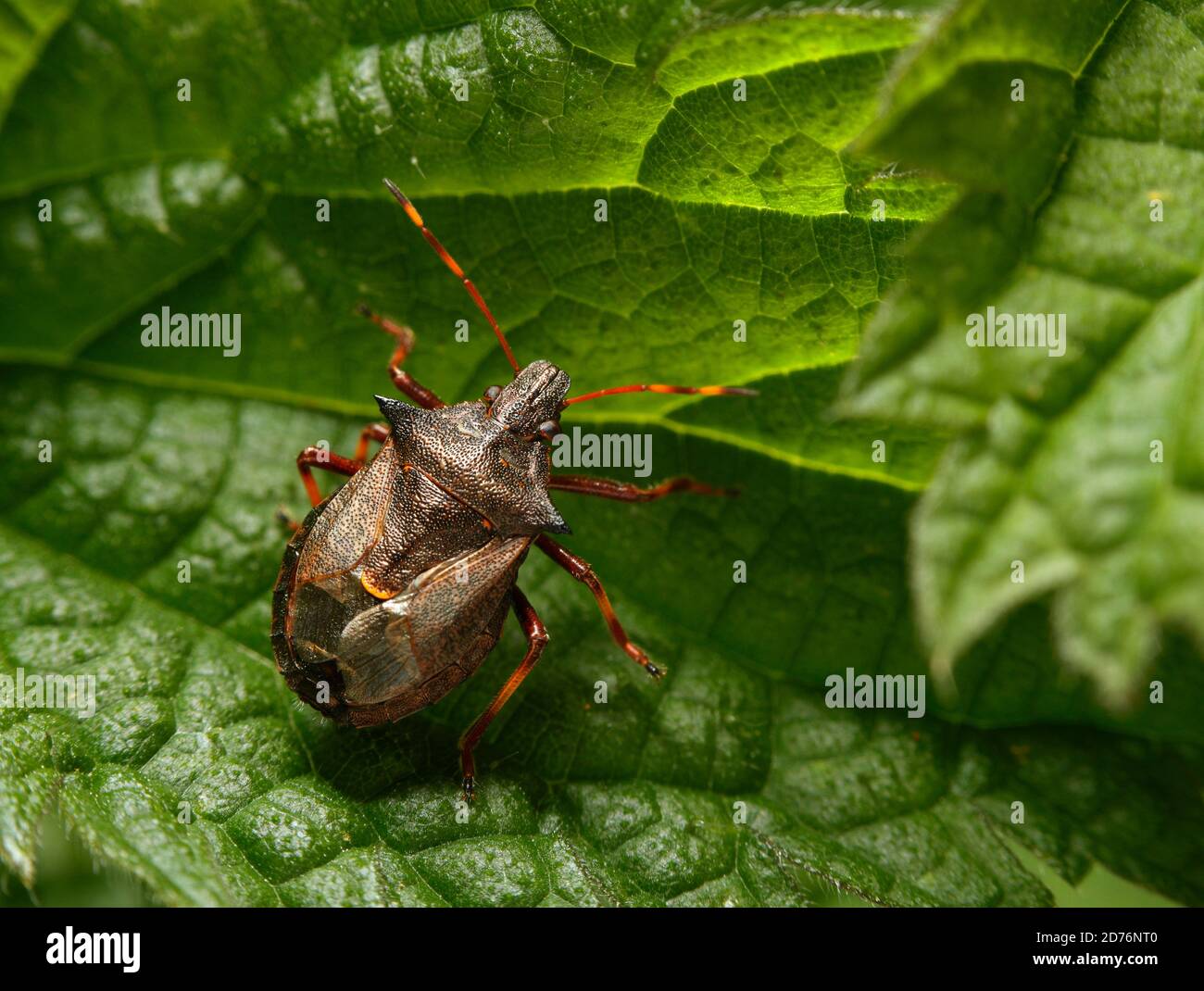 Forest Shield Bug Stock Photo - Alamy