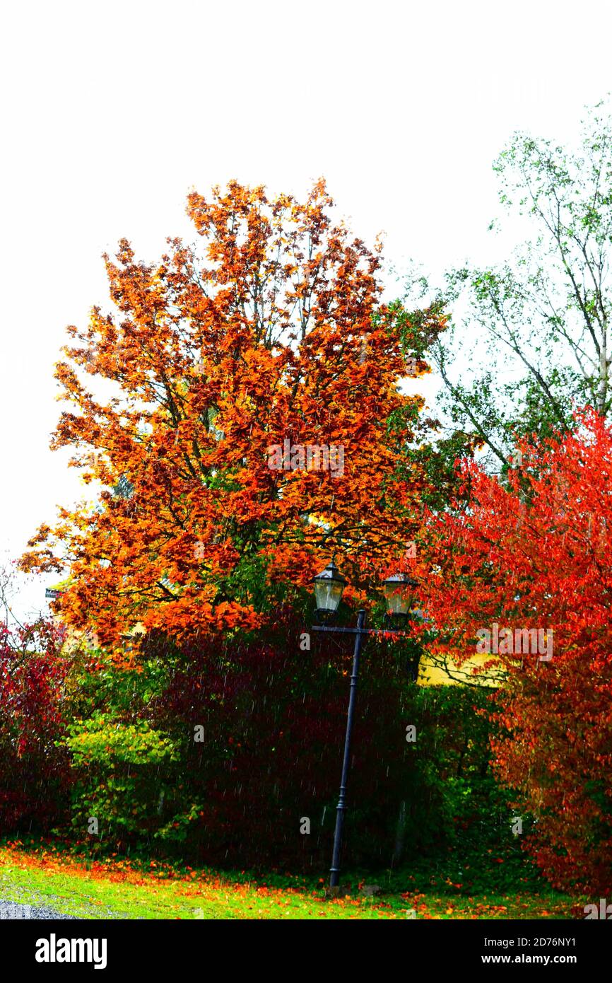 autumn avenue in Langenfeld, Eifel Stock Photo - Alamy