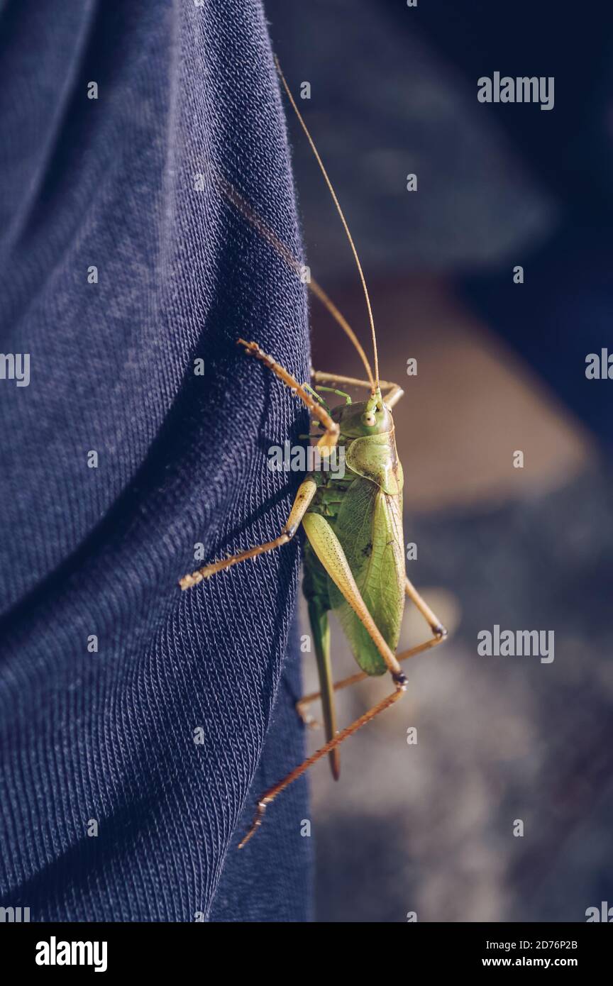 close up view of big green locust sitting on clothes Stock Photo - Alamy