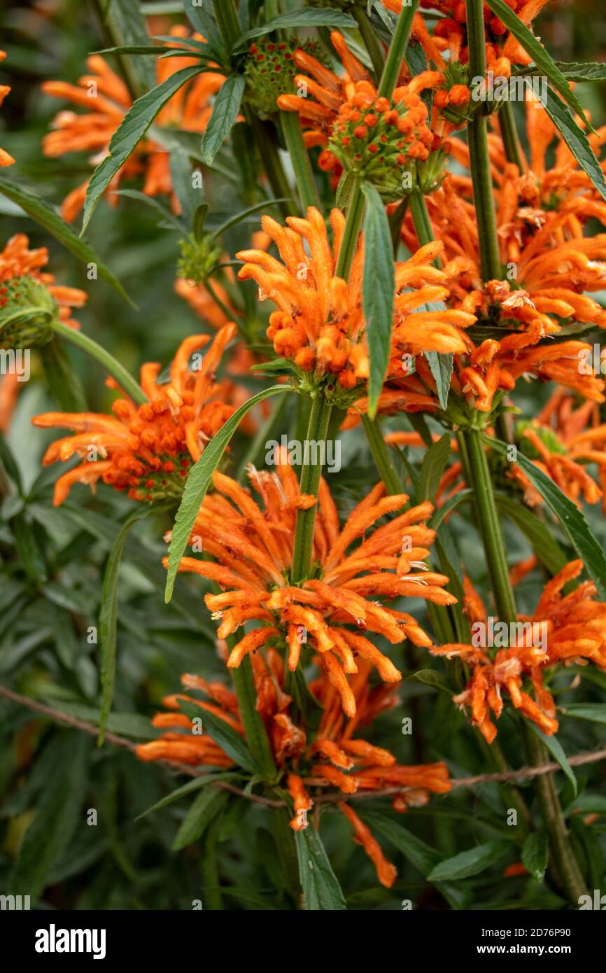 Leonotis leonurus (lion's tail), natural close-up lower portrait Stock ...
