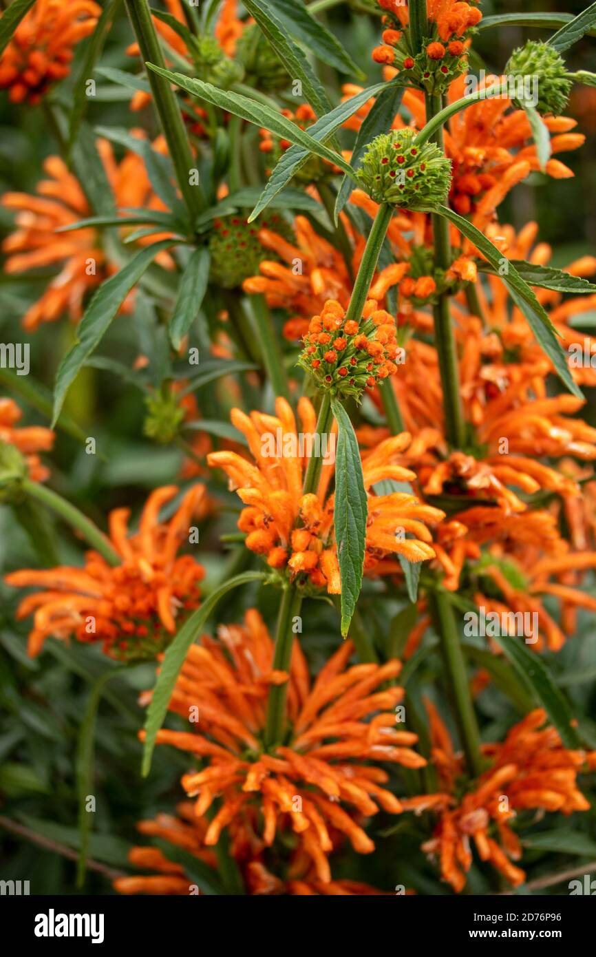 Leonotis leonurus (lion's tail), natural close-up lower portrait Stock ...