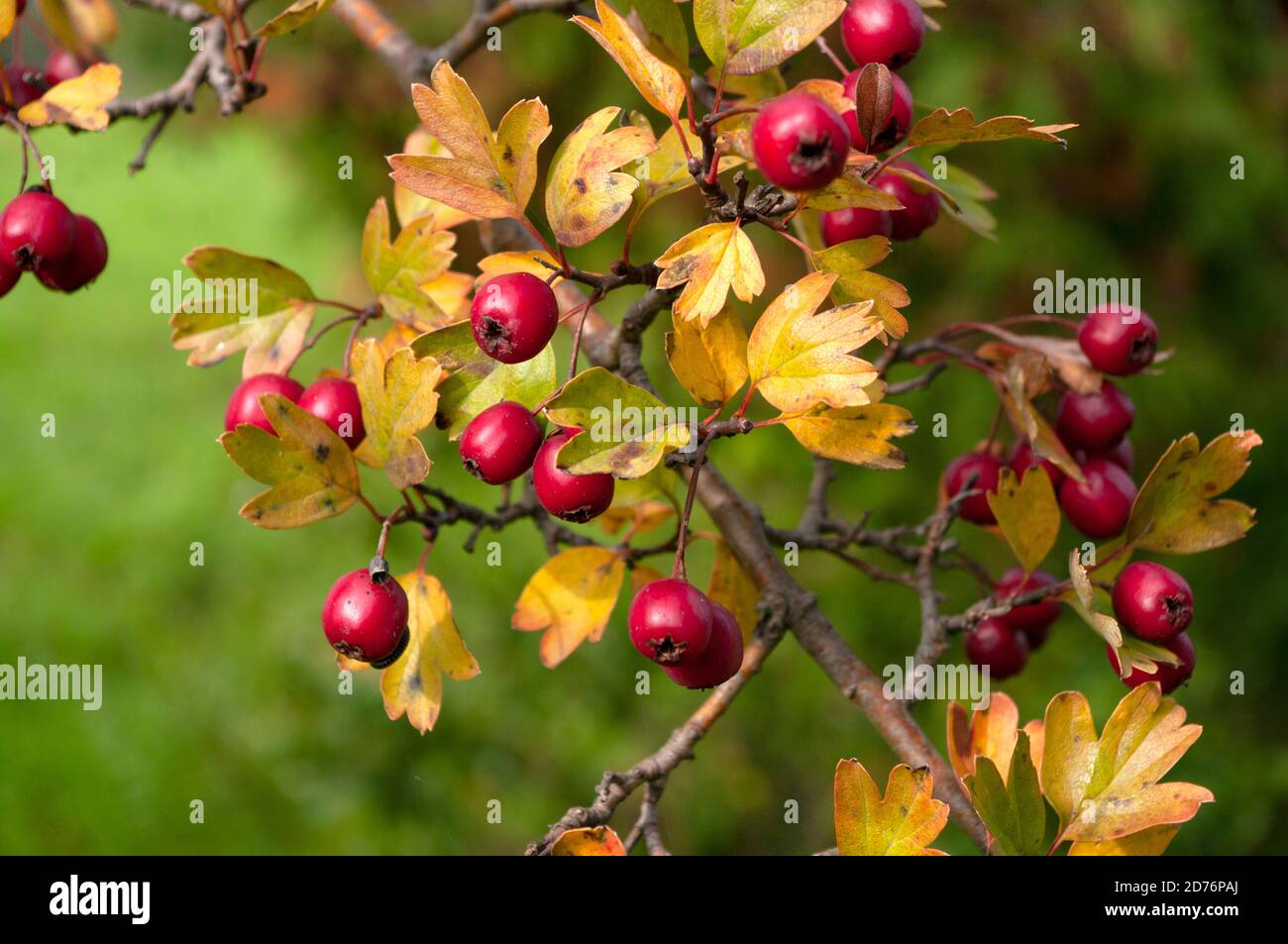 Red hawberry of Crataegus monogyna, known as hawthorn or single-seeded ...