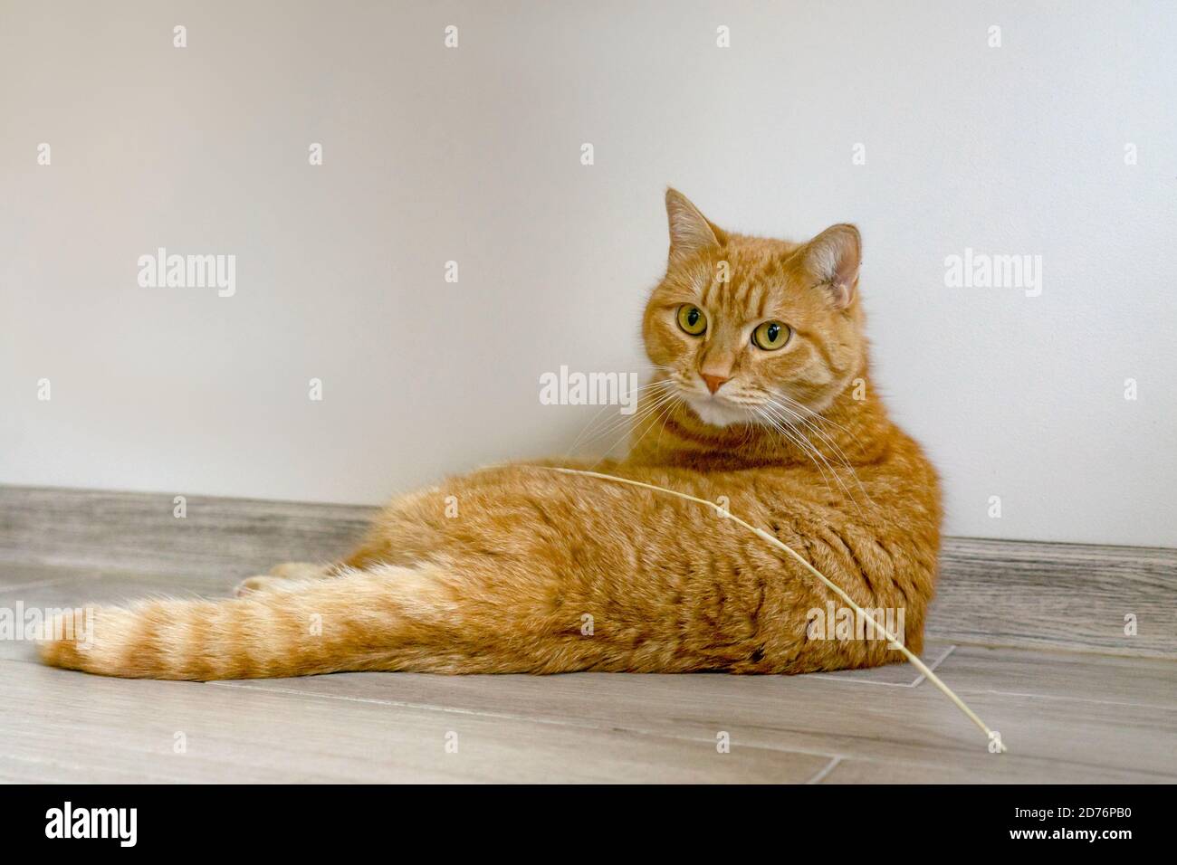 Close-up portrait of a ginger cat laying on the floor. Gray wall on ...