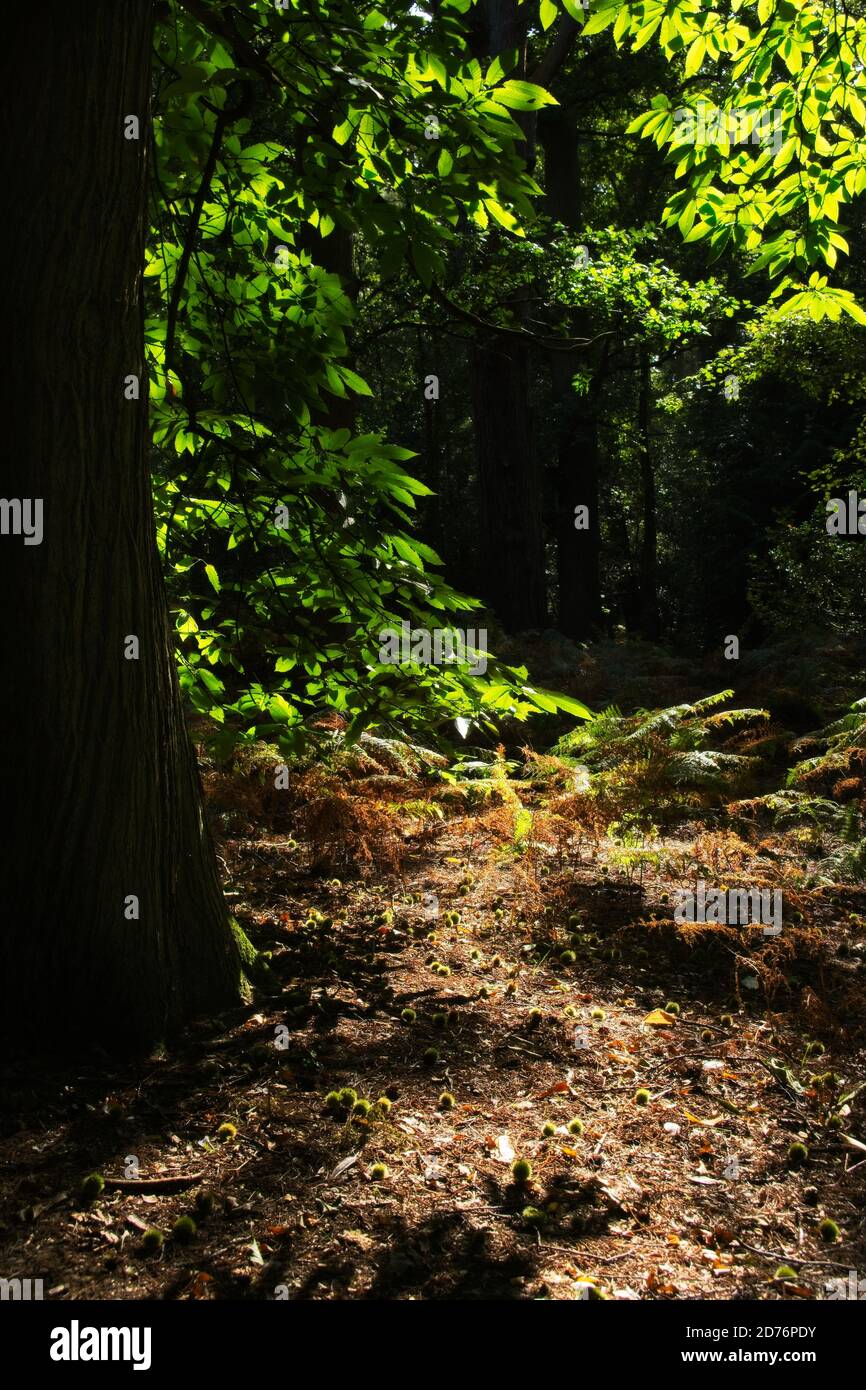 Autumnal woodland scene, sun lit path leading through the trees and ...
