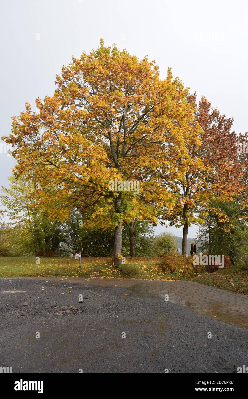autumn avenue in Langenfeld, Eifel Stock Photo - Alamy