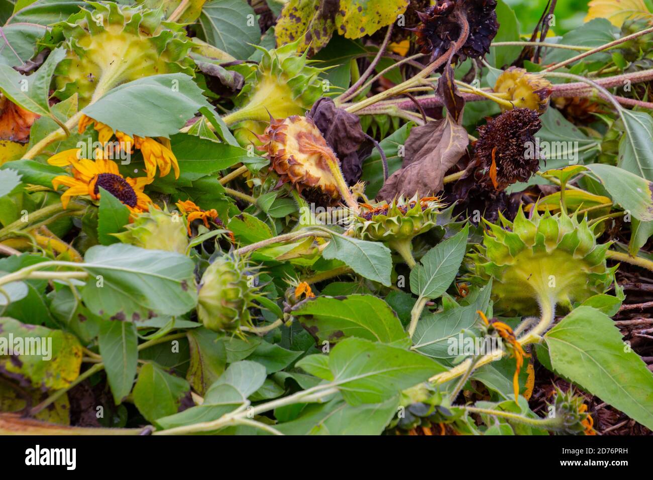 Dead sunflowers on a pile of compost Stock Photo - Alamy