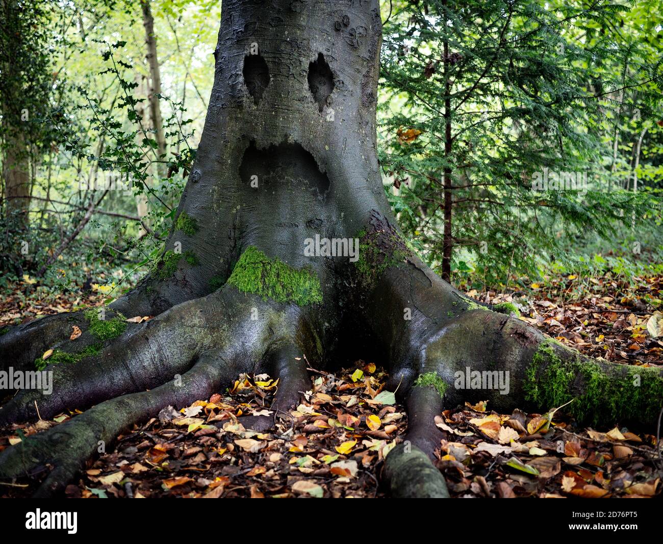 Tree monster hi-res stock photography and images - Alamy