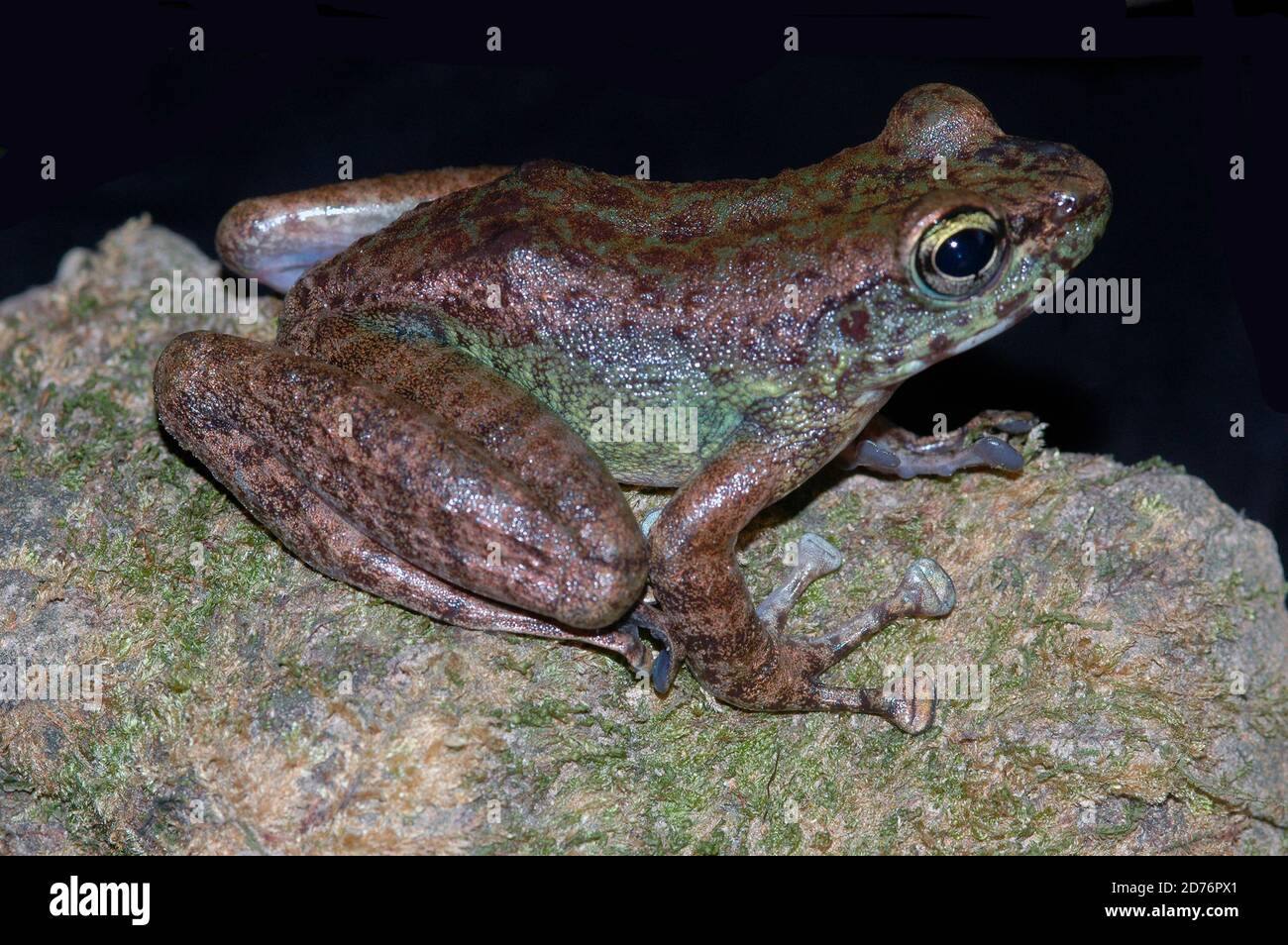 Torrent Frog High Resolution Stock Photography and Images - Alamy