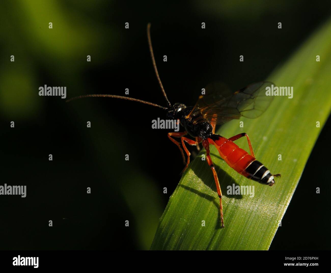 Insect anatomy photographs hi-res stock photography and images - Alamy