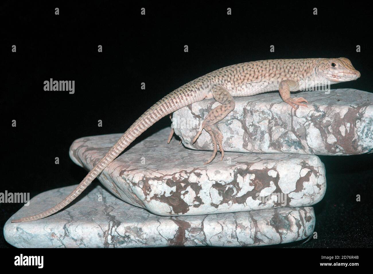 Bornean Earless Monitor Stock Photo - Alamy