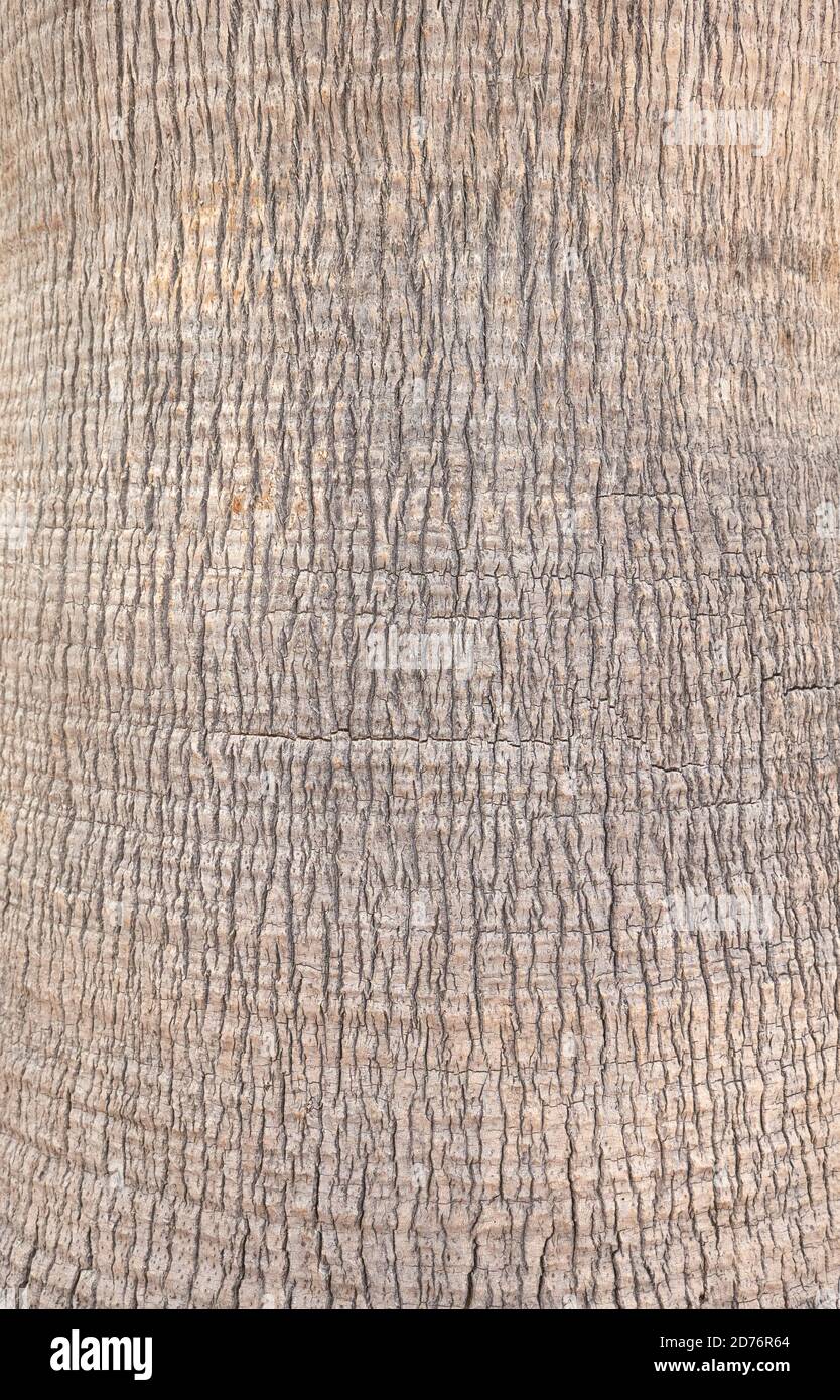 Palm Tree Trunk Pattern