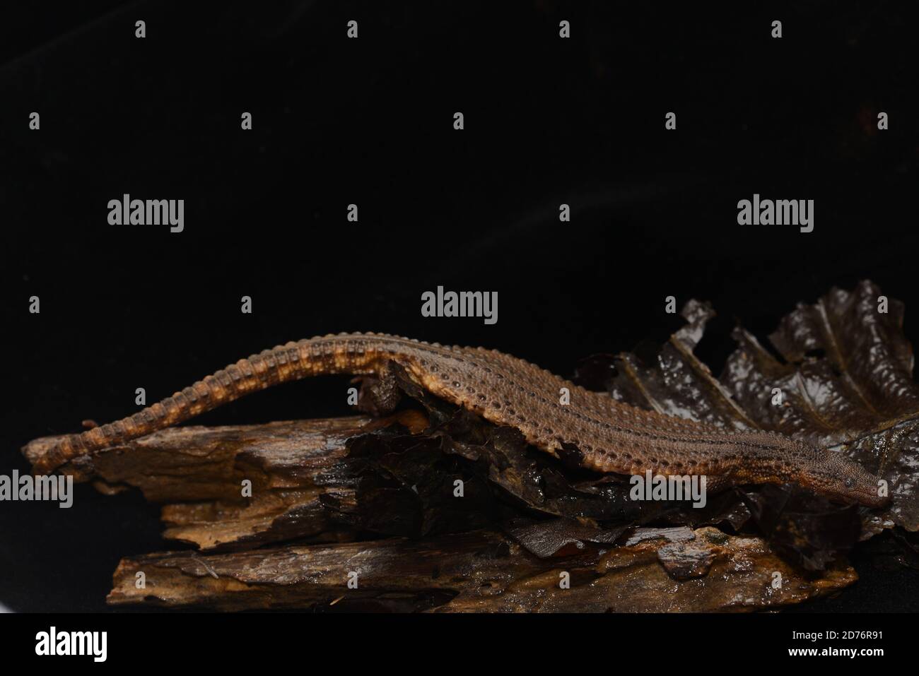 Bornean Earless Monitor Stock Photo - Alamy